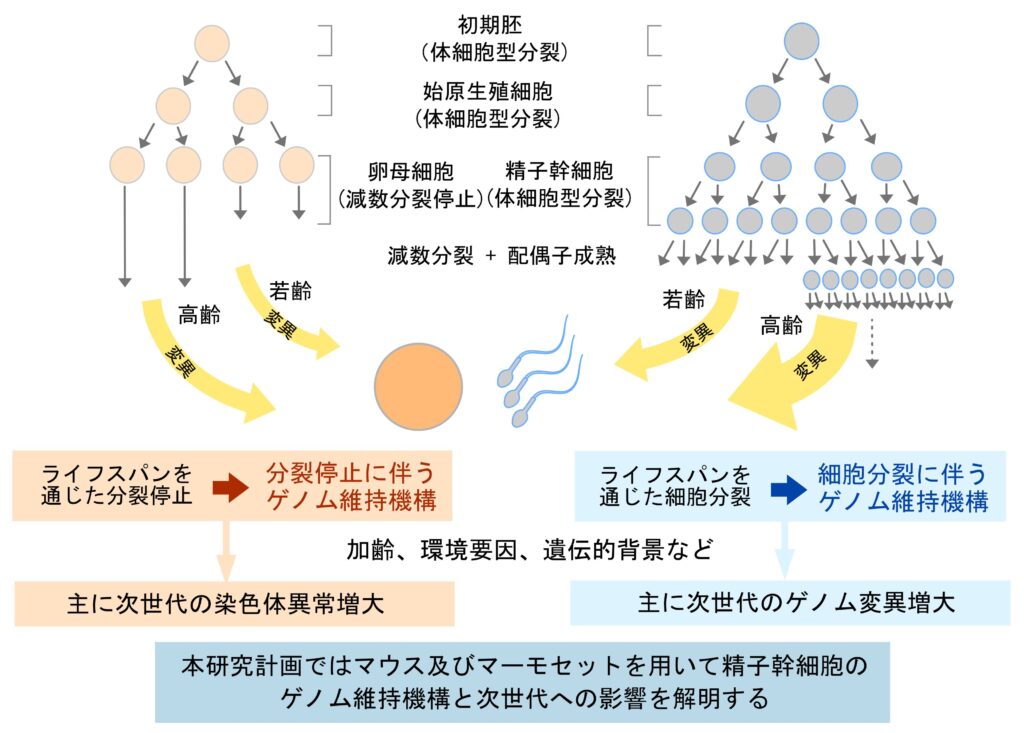 Dynamic reproductive lifespan: Life-long changes and fluctuations in ...