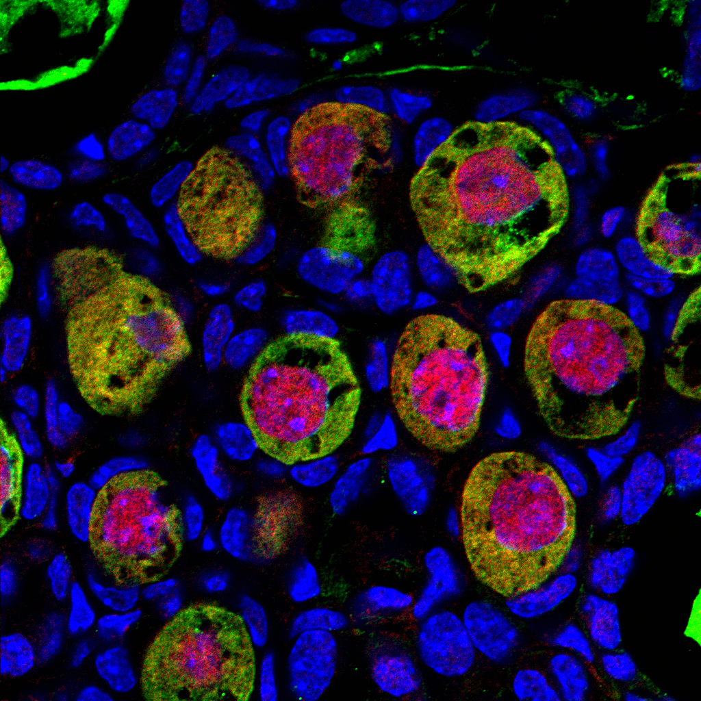 Dynamic reproductive lifespan: Life-long changes and fluctuations in ...
