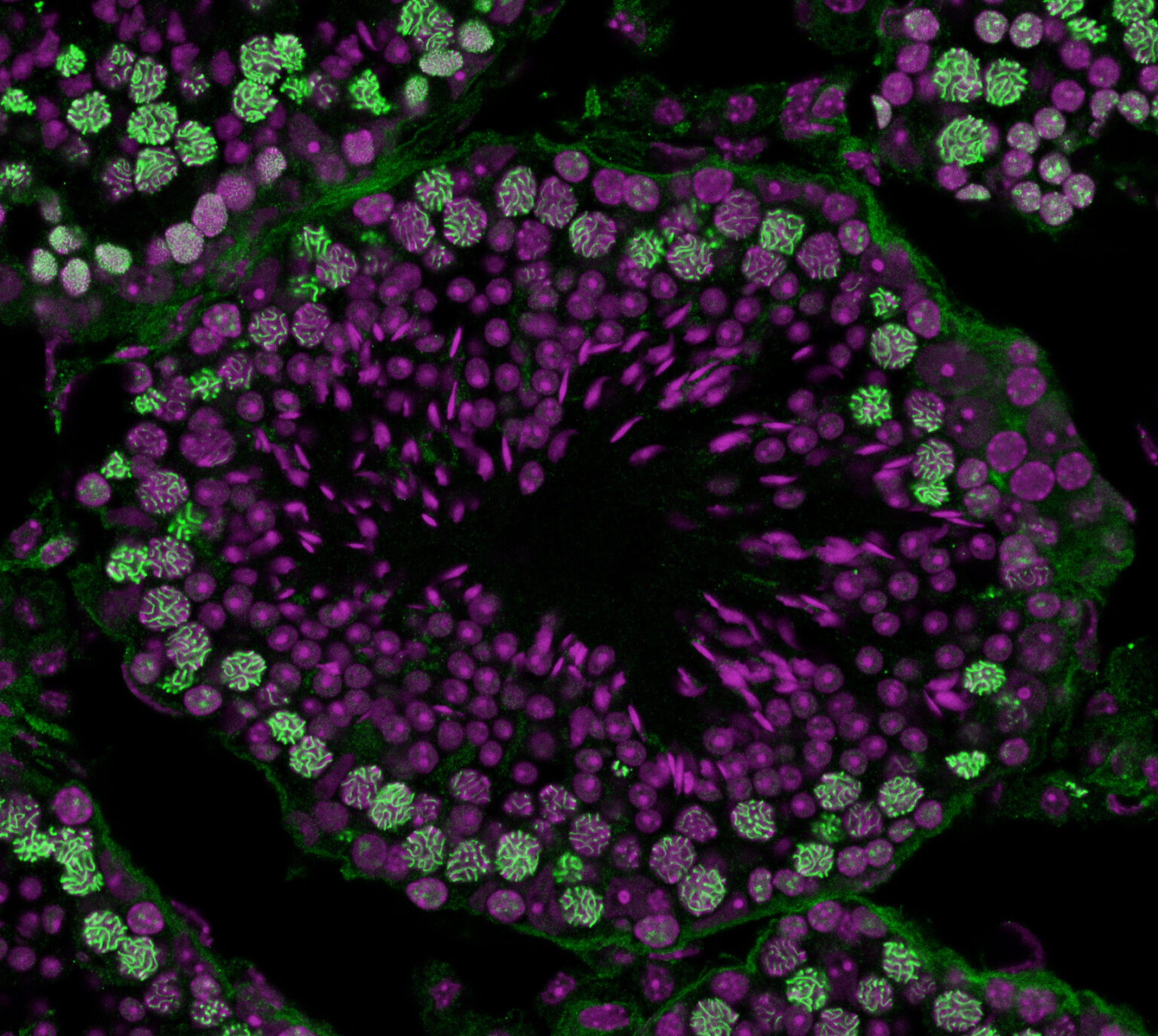 Publications – Dynamic reproductive lifespan: Life-long changes and ...