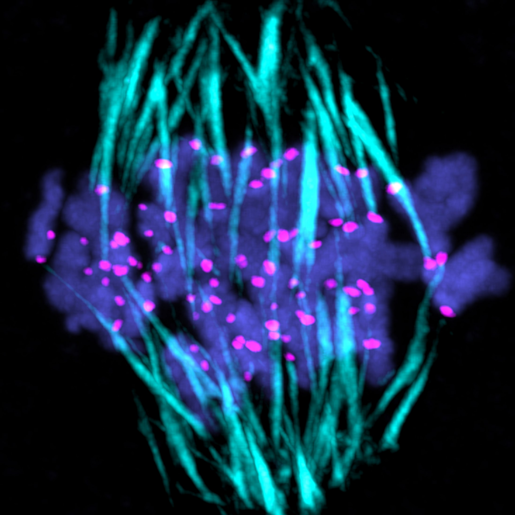Dynamic reproductive lifespan: Life-long changes and fluctuations in ...