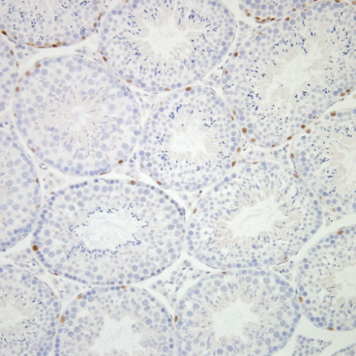 Dynamic reproductive lifespan: Life-long changes and fluctuations in ...