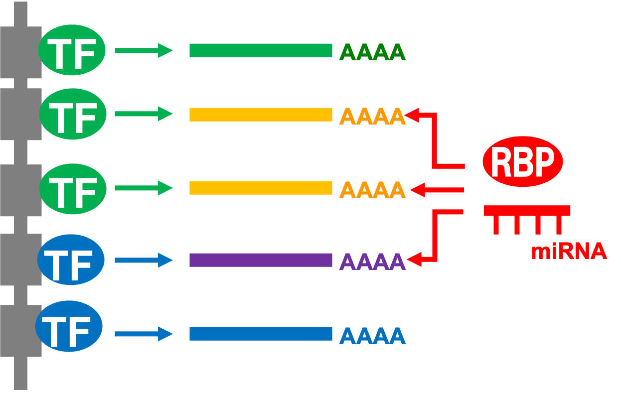 Dynamic reproductive lifespan: Life-long changes and fluctuations in ...