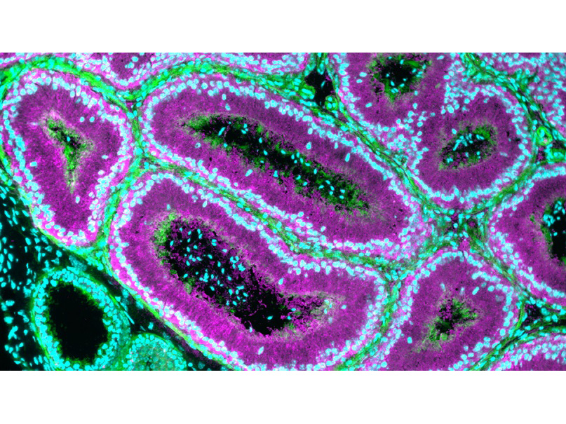 Publicly Offered Research＆Members (FY 2024–2025) – Dynamic reproductive ...