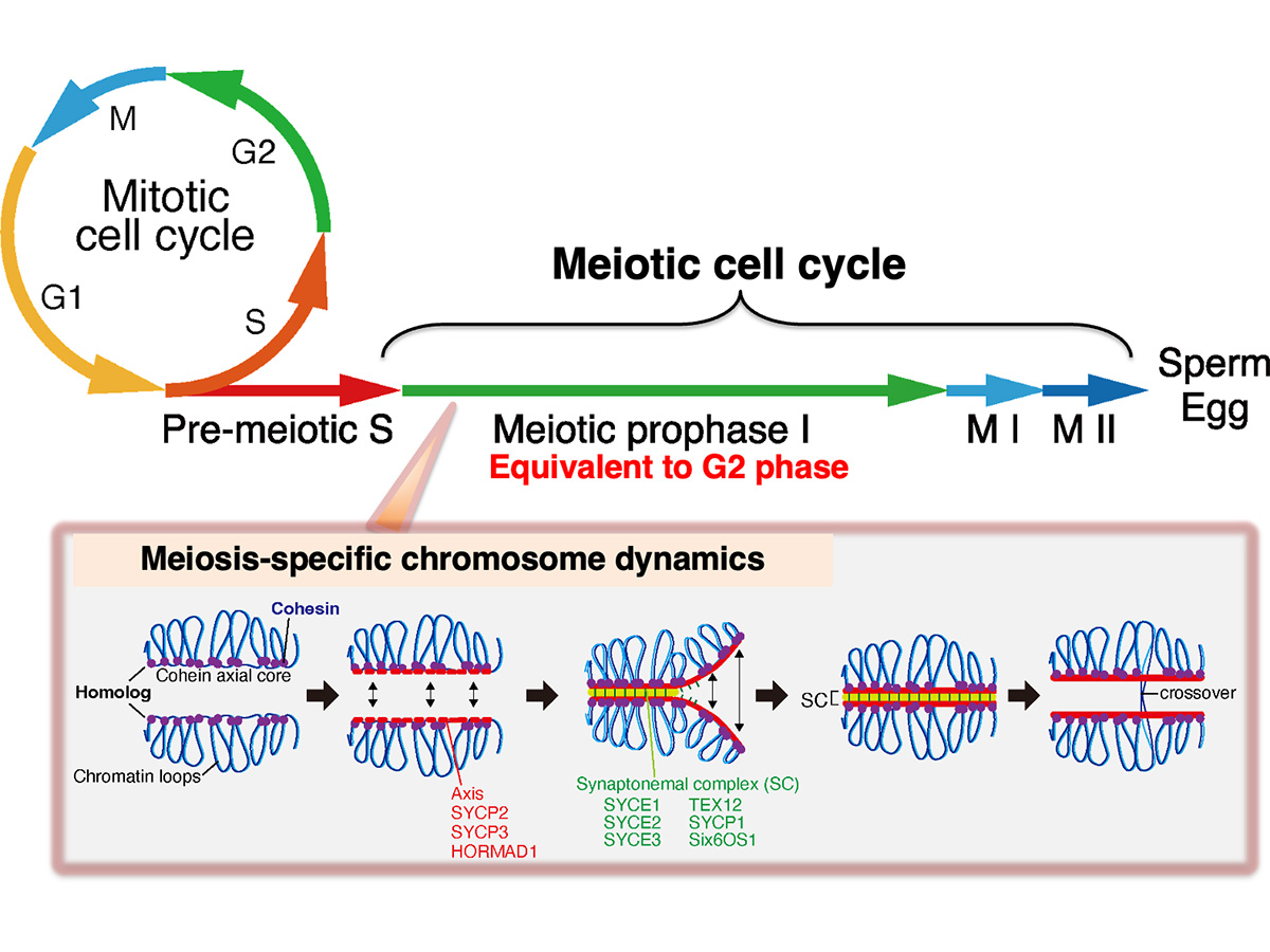 Publicly Offered Research＆Members (FY 2024–2025) – Dynamic reproductive ...