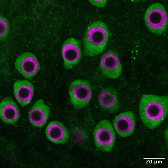 A01 Projects & Leaders – Dynamic reproductive lifespan: Life-long ...